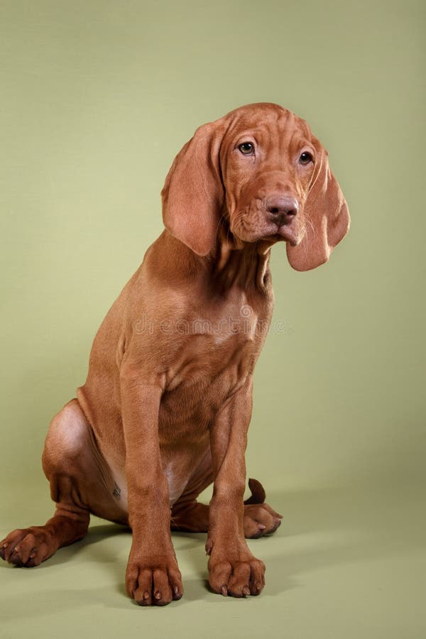 Dog Hungarian Vizsla Pointer Stock Photo - Image of haired, gold: 53881538