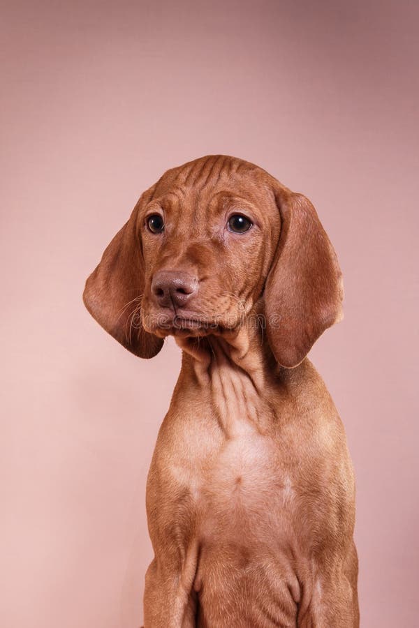 Dog Hungarian Vizsla Pointer Stock Image - Image of flush, animal: 53881559