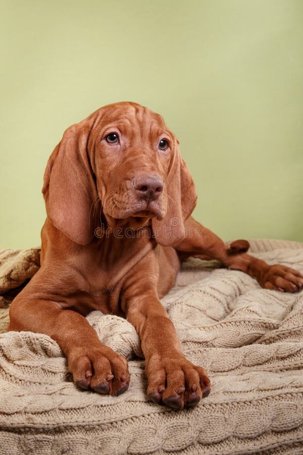 Dog Hungarian Vizsla Pointer Stock Image - Image of baby, animal: 53881571
