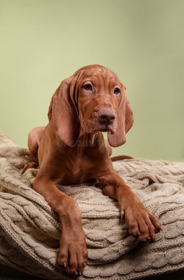 Dog Hungarian Vizsla Pointer Stock Photo - Image of dogs, pointer: 53881590