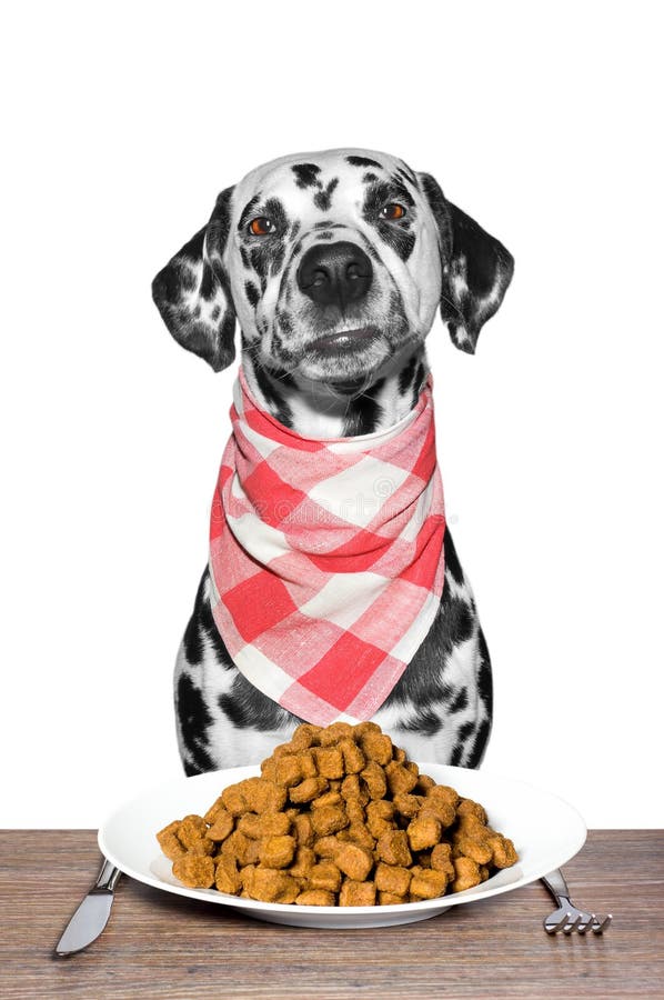 Dog is Hungry and is Going To Eat Stock Photo - Image of canine, meal ...