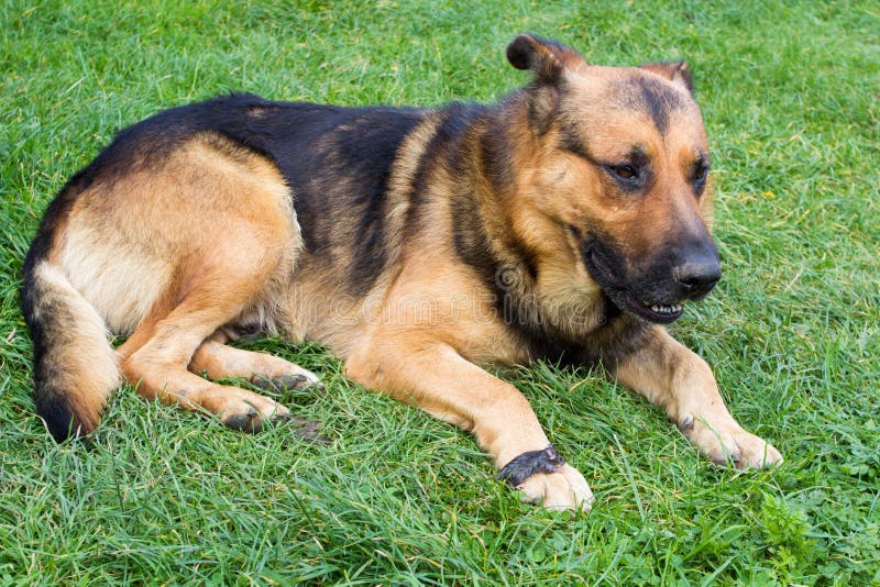 Dog and mouse stock photo. Image of friendship, protection - 103067992