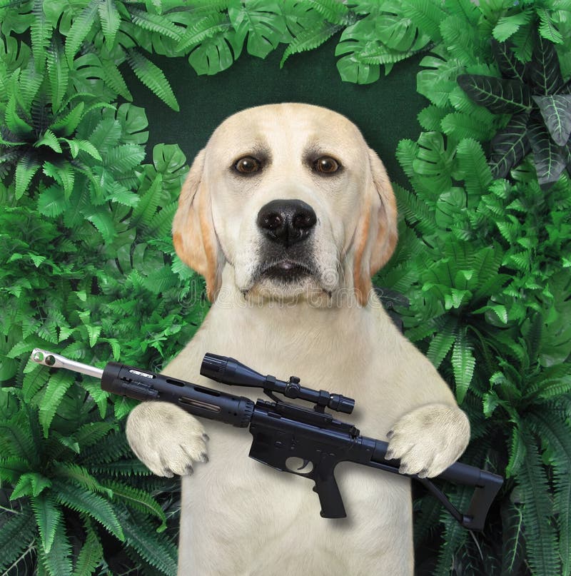Dog Hunter with Assault Rifle in Wood Stock Image - Image of creative ...