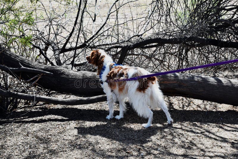 Dog Hunting a Rabbit in the Park Stock Photo - Image of outdoors ...