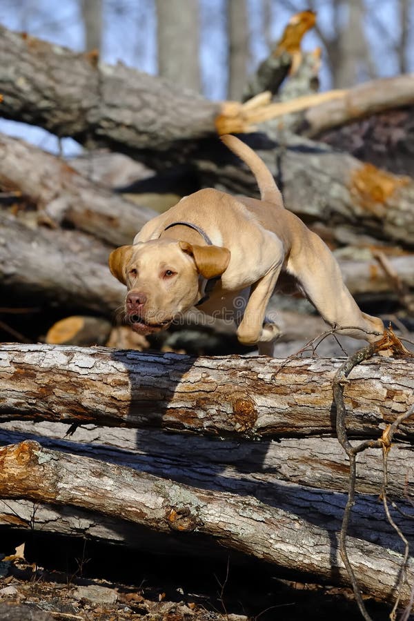 Yellow Lab Hunting