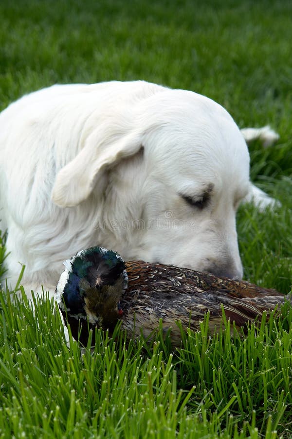 Dog hunting 2 stock photo. Image of retriever, colors - 2197502