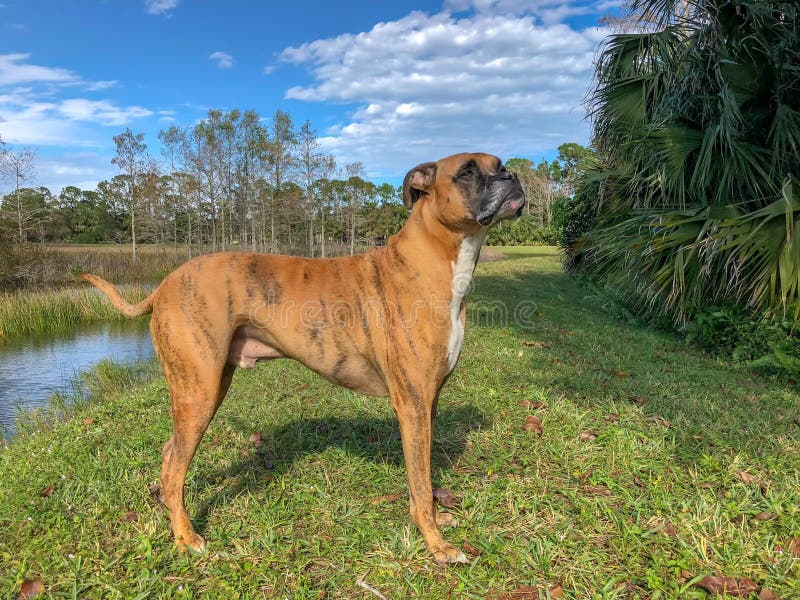 Dog hunting in swamp stock photo. Image of hunt, hound - 123566666