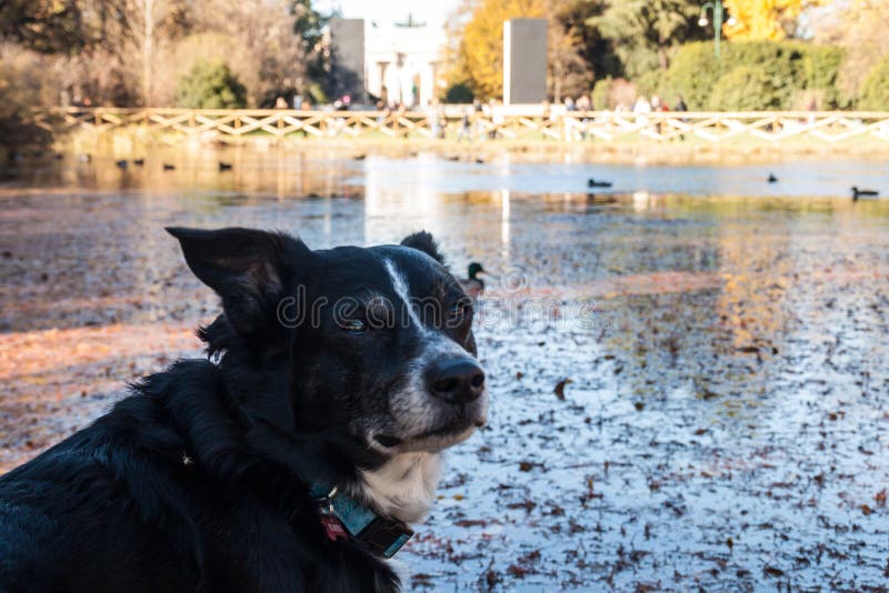 Hunting Dog Chasing Duck Swimming Water Stock Photos - Free & Royalty ...
