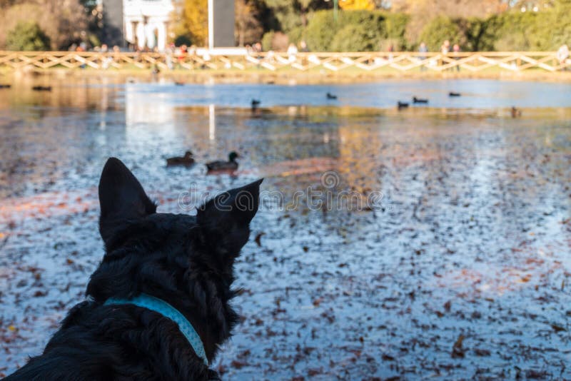 Hunting Dog Chasing Duck Swimming Water Stock Photos - Free & Royalty ...