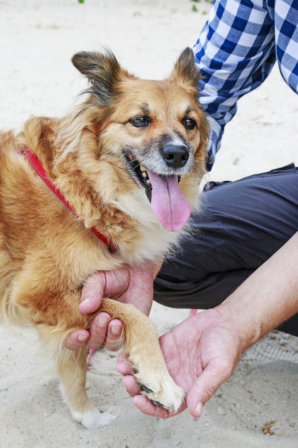 238 Broken Hot Dog Stock Photos - Free & Royalty-Free Stock Photos from ...