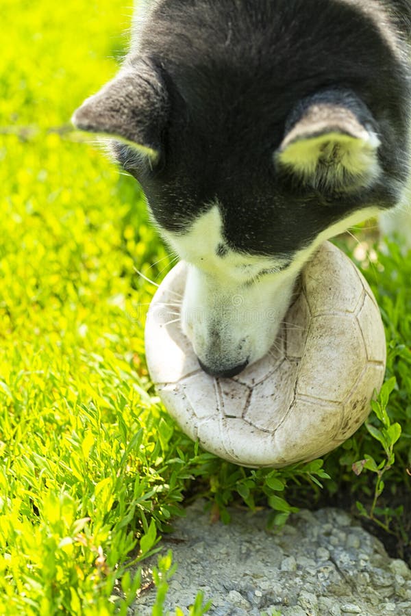 452 Deflated Ball Photos - Free & Royalty-Free Stock Photos from Dreamstime