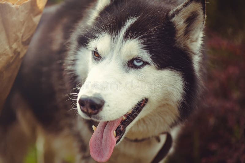 132 Husky Two Different Eyes Stock Photos - Free & Royalty-Free Stock ...