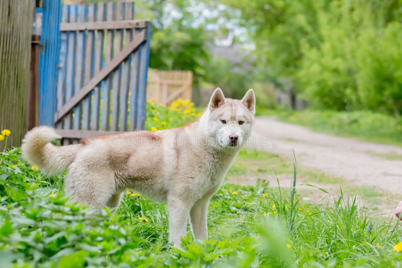 Husky Standing On Its Hind Legs. Snow. Winter. Stock Photo - Image of ...
