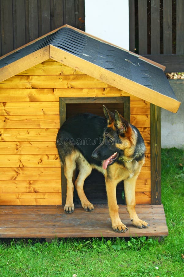 Dog in the hut stock photo. Image of attention, friend - 12300058