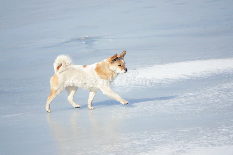 Dog on ice stock image. Image of walk, mammals, surface - 170925363