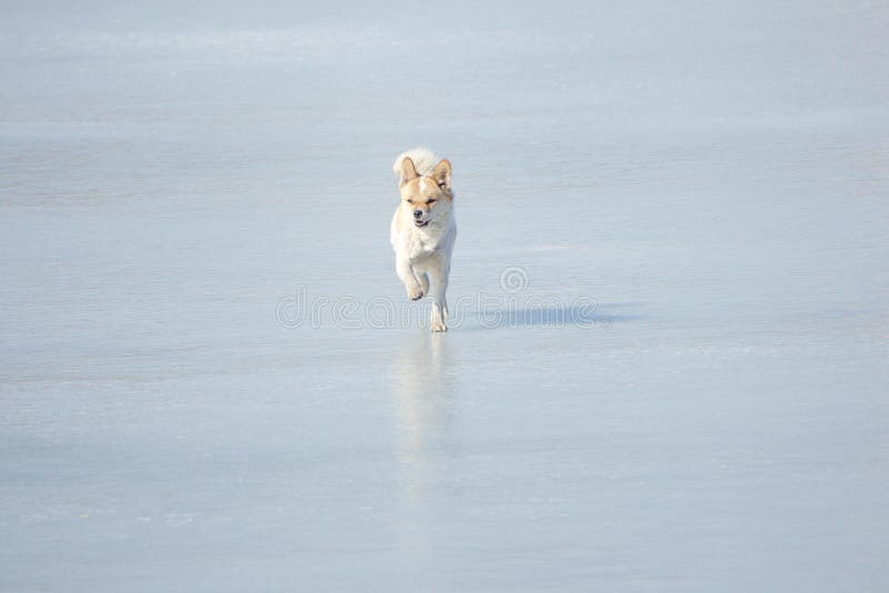 Dog on ice stock image. Image of animal, animals, dogs - 170925293