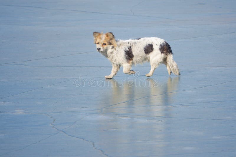 Dog on ice stock image. Image of winter, river, closeup - 141052775
