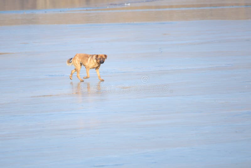 Dog on ice stock photo. Image of pets, mammals, close - 141052880
