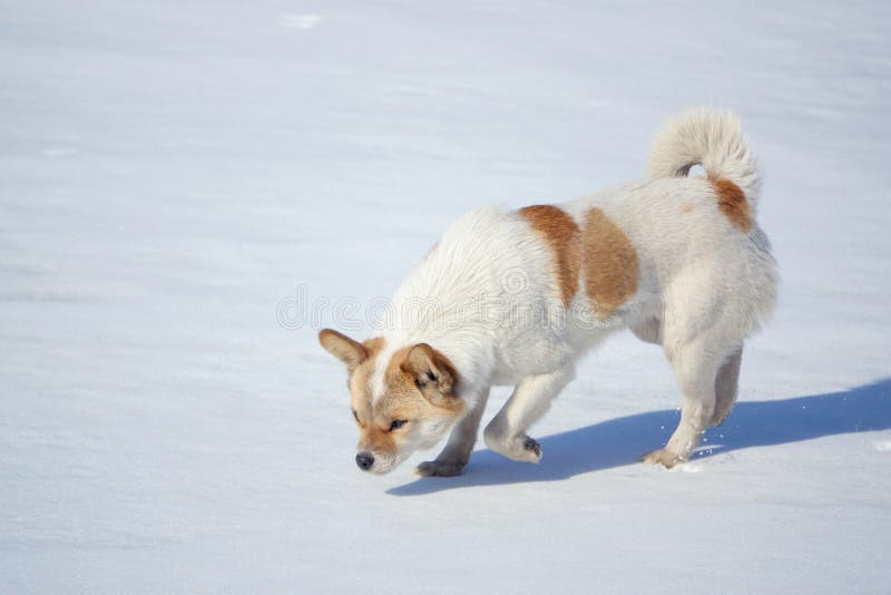 Dog on ice stock photo. Image of mammals, animals, life - 170916972