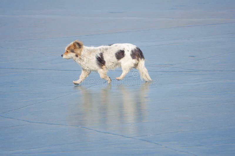 Dog on ice stock image. Image of doggie, river, animals - 141054337