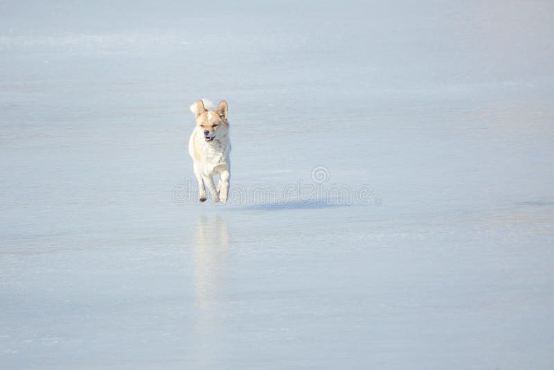 Dog on ice stock photo. Image of mammals, animal, dogs - 170904200