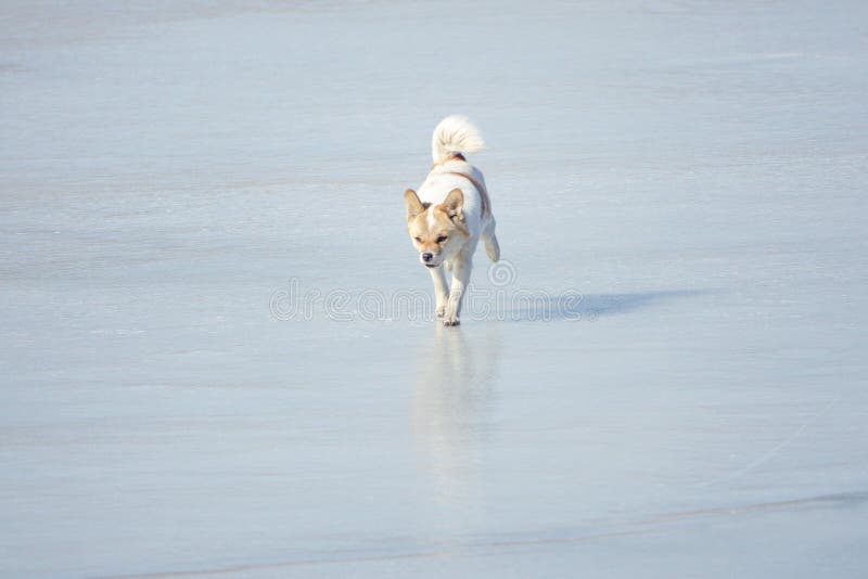 Dog on ice stock photo. Image of dogs, natural, cold - 170904734