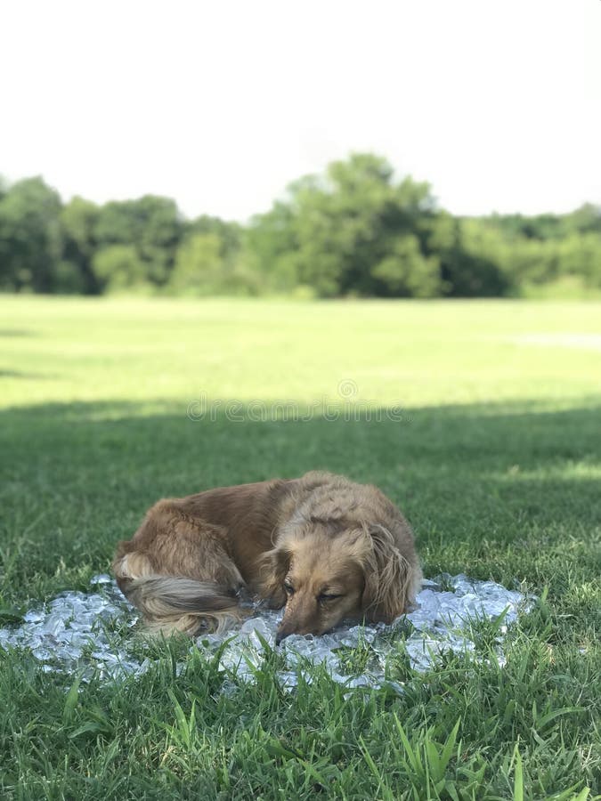 Dog in ice stock image. Image of laying, funny - 121905683