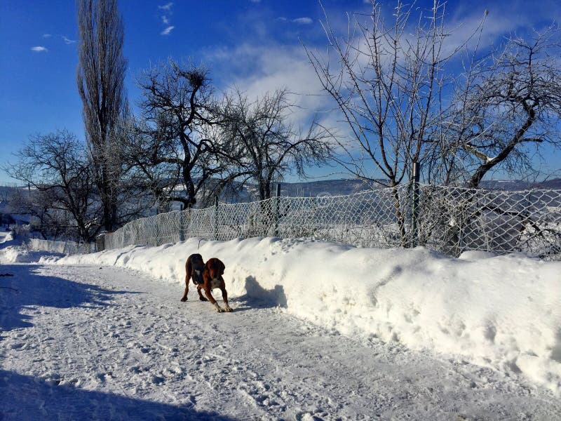 Dog in ice editorial stock photo. Image of blue, tree - 85054138