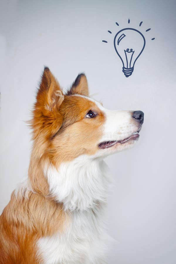 Dog and an idea stock image. Image of dream, healthy - 46246089