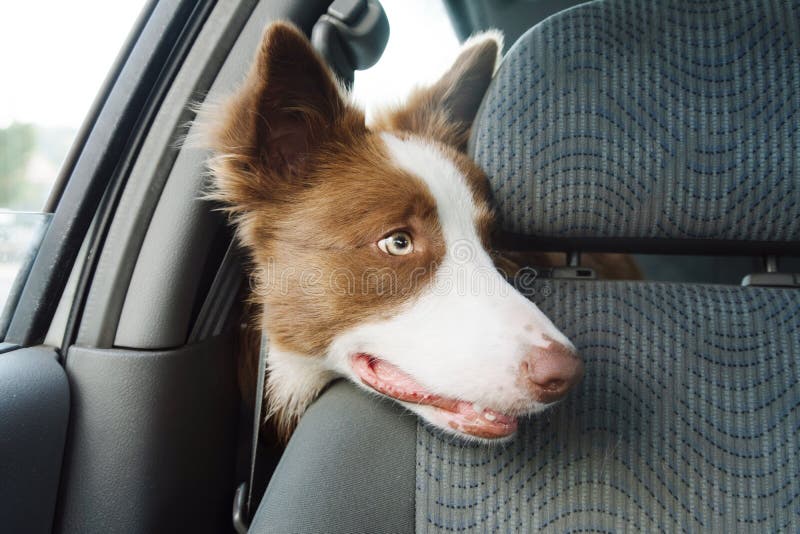 Dog Inside of a Car Looking Side Away between Seats Stock Image - Image ...