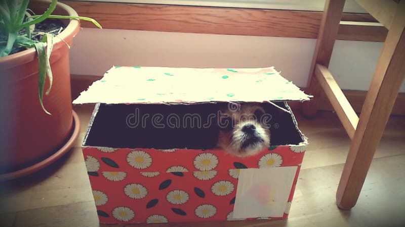 Dog inside a gift box stock photo. Image of inside, hidden - 132921052