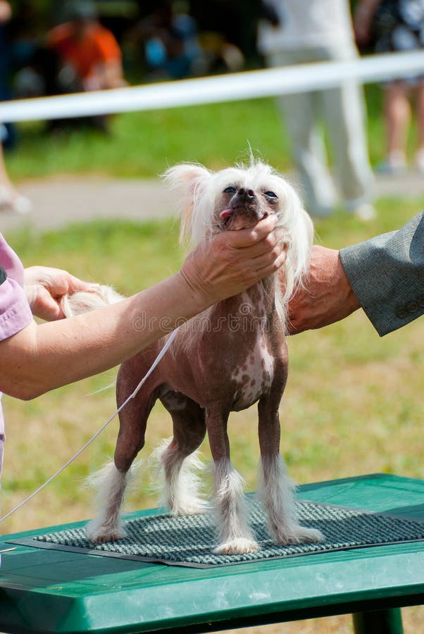 Dog inspection stock photo. Image of exam, demonstration - 15337646