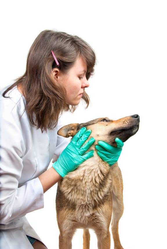 Dog inspection stock photo. Image of exam, person, female - 8295500