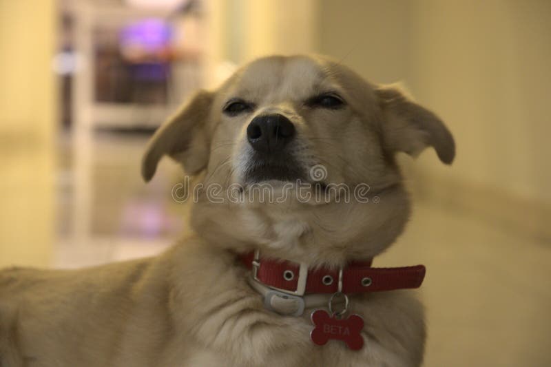 A Dog with an Intense Look. Stock Image - Image of laying, puzzled ...