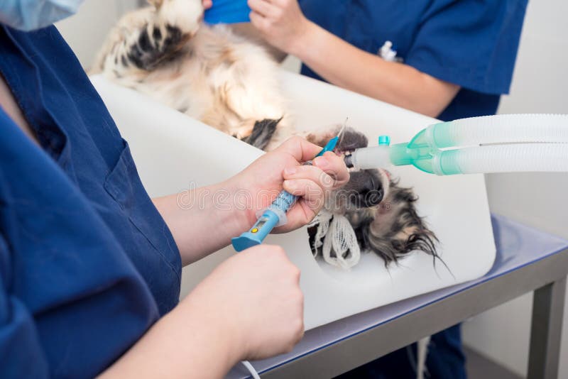 Dog with Intubation stock photo. Image of clean, clinic - 15557106