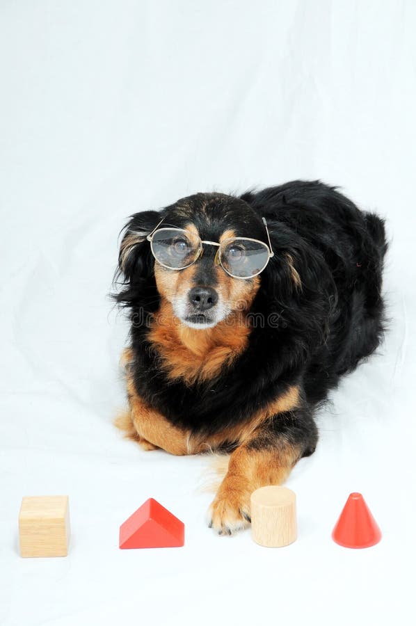 Dog IQ Test stock image. Image of brain, block, adult - 32189509