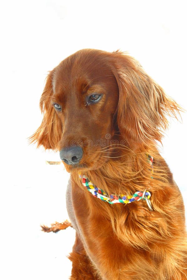 Irish setter puppy sitting stock image. Image of irish - 1146791