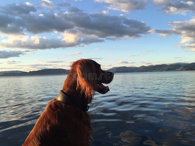 Dog stock photo. Image of sitting, setter, boat, irish - 63052708
