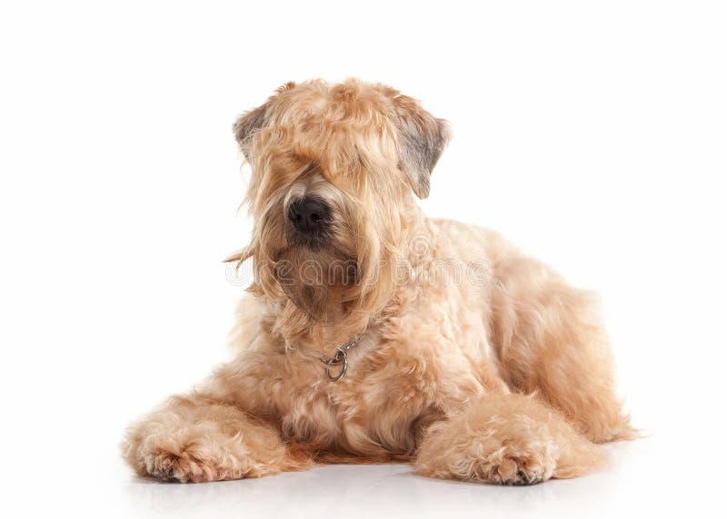 Dog. Irish Soft Coated Wheaten Terrier Stock Photo - Image of doggy ...