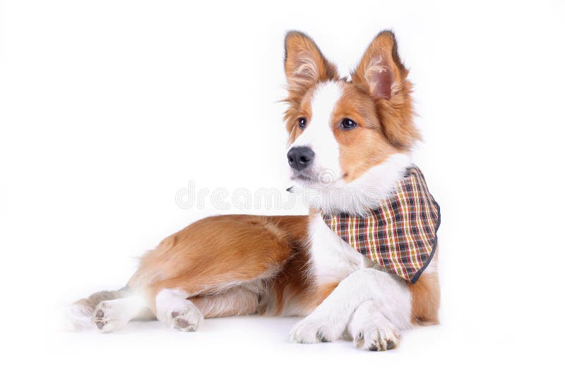 Dog isolated stock photo. Image of obedient, beautiful - 20020016