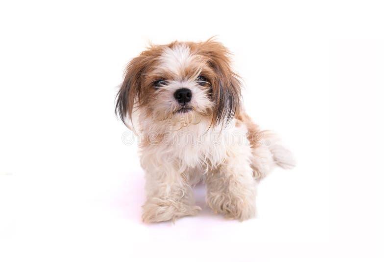 Shisu Puppy Isolated Stock Photos - Free & Royalty-Free Stock Photos ...