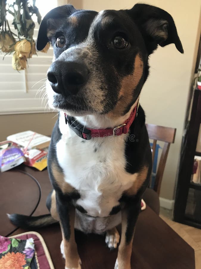 Black, White and Tan Italian Greyhound Terrier Mix Stock Photo - Image ...