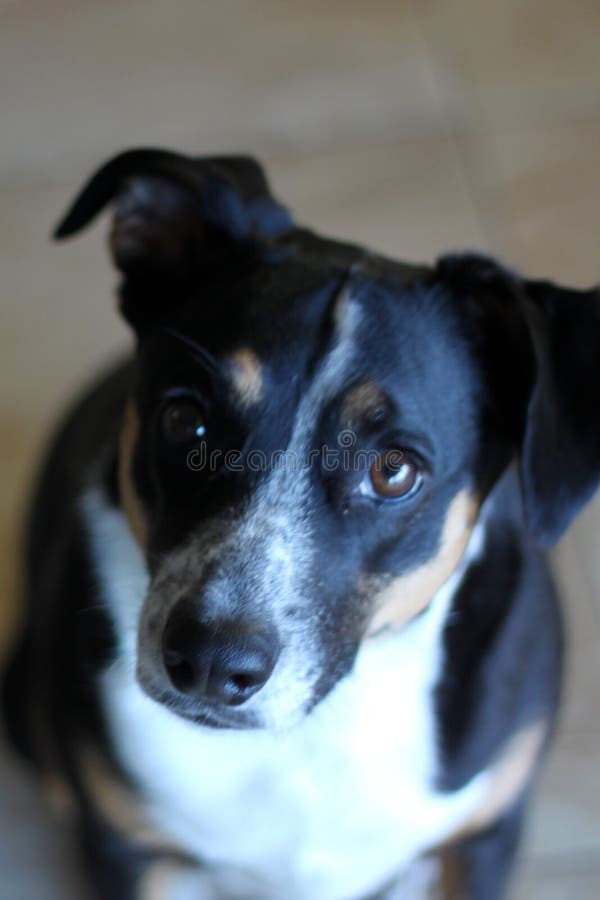 Dog Italian Greyhound Terrier 6046 C3 Stock Image - Image of canine ...