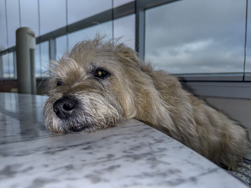 Dog with Its Head Resting on a Table. Stock Image - Image of lifestyle ...