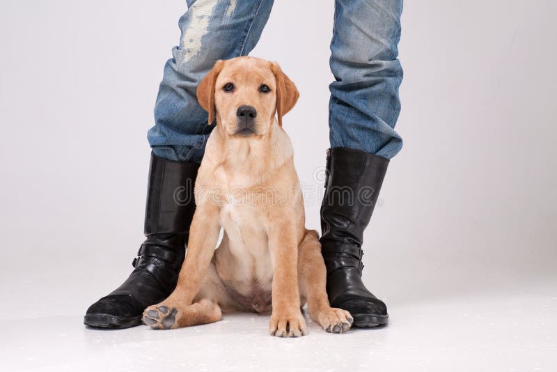 Dog with its master stock photo. Image of friendly, looking - 12433694