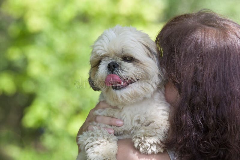 Dog and Its Owner are the Best Friends Stock Image - Image of cute ...