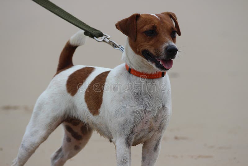 Dog - jack russel stock photo. Image of making, like - 94812994