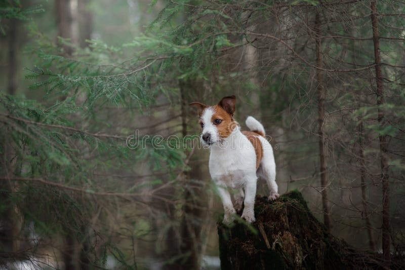 Dog Jack Russel Terrier Outdoors in the Forest, Happy Stock Image ...