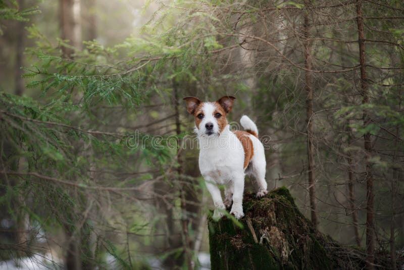 Dog Jack Russel Terrier Outdoors in the Forest, Happy Stock Image ...