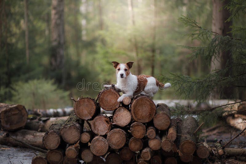 Dog Jack Russel Terrier Outdoors in the Forest, Happy Stock Image ...